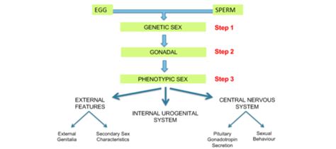 Sex Determination And Differentiation Flashcards Quizlet