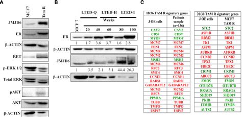 Jmjd6 Expression In Mcf7 Derived Models Of Tamoxifen Resistance Tam R