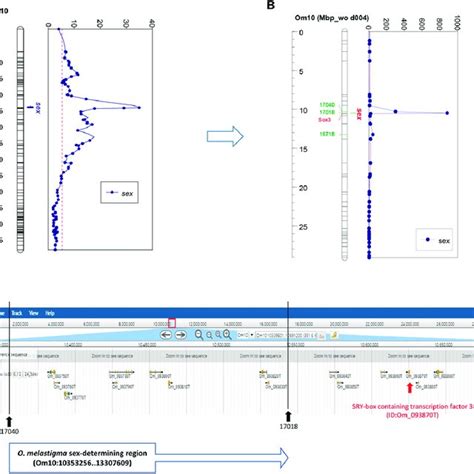 Quantitative Trait Locus Mapping For Sex Traits On The Om10 Scaffold Of