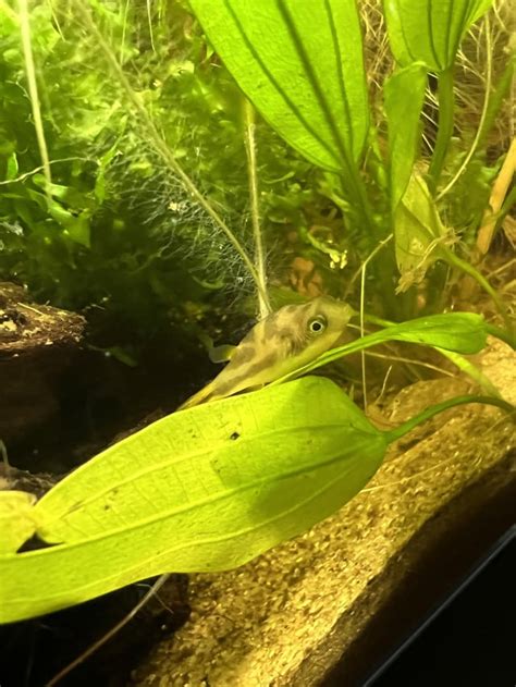 Hi Everyone Considering Getting Pea Puffers For The First Time Any