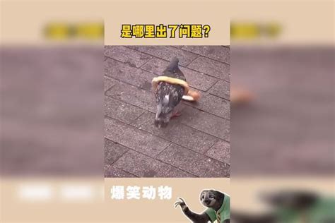 鸽子：到底是哪里出了问题？鸽子问题