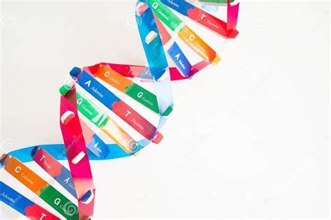 Deoxyribonucleic Acid Or Dna Double Helix Chains Structure Formed By