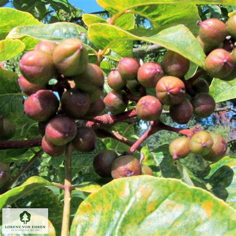 Phellodendron Amurense Baumschule Lve