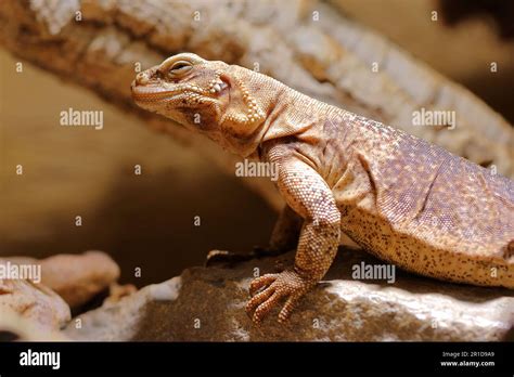 Chuckwalla Common Chuckwalla Sauromalus Ater Stock Photo Alamy
