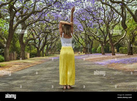 Jacaranda Trees In Bloom Pretoria Hi Res Stock Photography And Images Alamy
