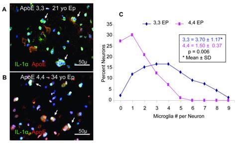 Microglial Numbers Per Neuron In Epilepsy Relative To Apoe Genotype