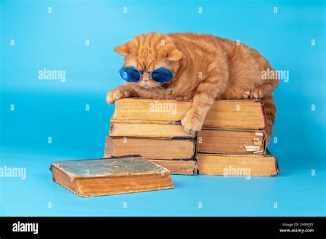Cute Business Cat Wearing Glasses Reading A Book The Cat Lying On The
