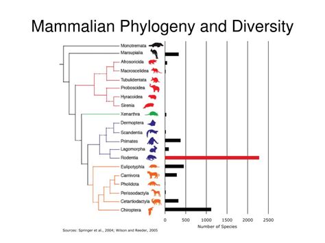 Mammal Phylogeny