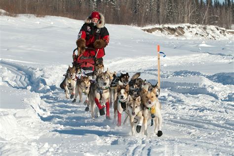 Everything You Need To Know About The Iditarod Race