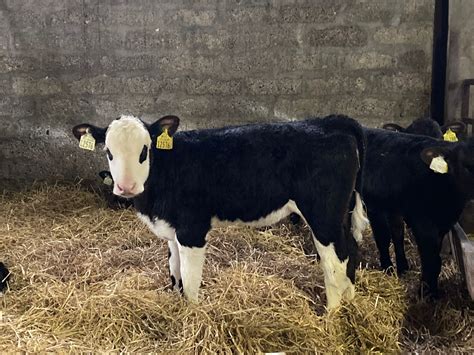 Abp Demo Farm Calf Rearing Cattle Grazing And Lamb Sales Agrilandie