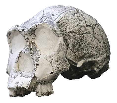 File Knm Er 3733 H Ergaster Png Wikimedia Commons