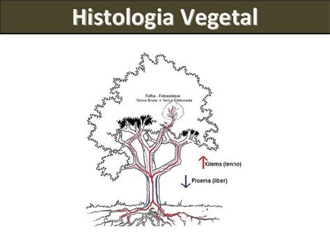Histologia Vegetal Marcus Ferrassoli Histologia Vegetal Introduo Histologia