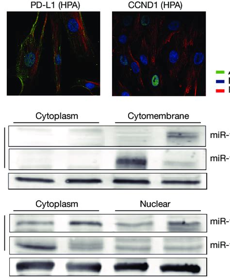 MiR 93 5p Regulates PD L1 In The Cytomembrane And Regulates CCND1 In