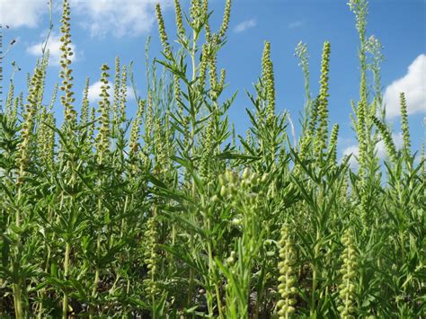 Why We Shouldnt Rag On Ragweed — In Defense Of Plants