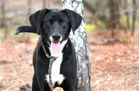Black English Pointer Lab Mix