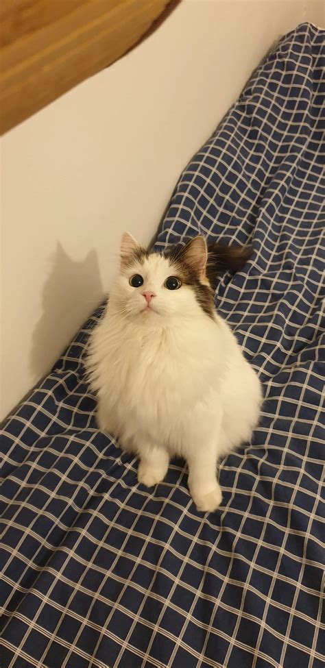 Discover More Like Aww My Little Ball Of Floof And Related Content