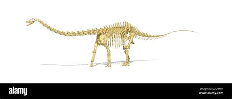 Diplodocus Skeleton Hi Res Stock Photography And Images Alamy