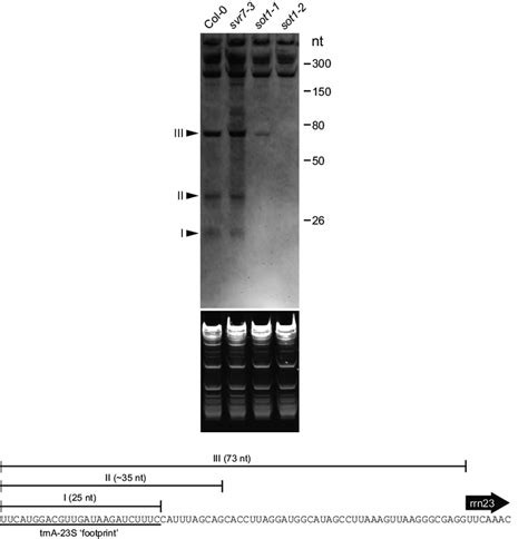 Rna Gel Blot Analysis Of The Trna 23s Small Rna Rna 25 Lg From Each