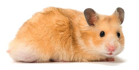 Hamsters Boing Boing
