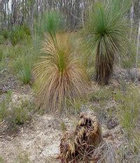 Phytophthora Sustainable Gardening Australia