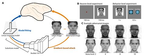 ‘adversarial Examples Human Directory ·