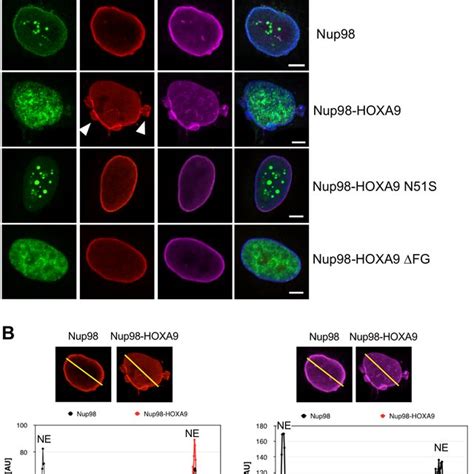 Expression Of Nup98 Fusion Proteins Deregulates Cell Cycle Progression