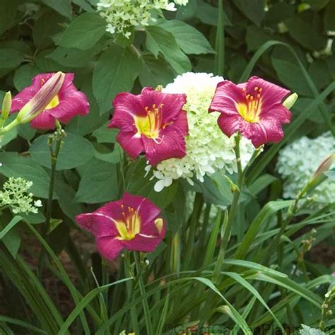 Ruby Stella Daylily Perennials Red Flowers Bloom Perennials