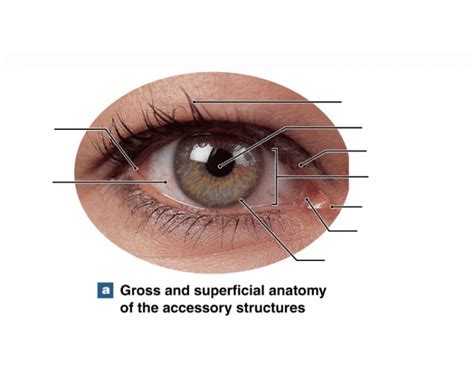 The Eye Accessory Structures Quiz