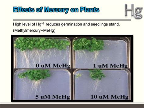 Effect Of Heavy Metals On Plants Pptx