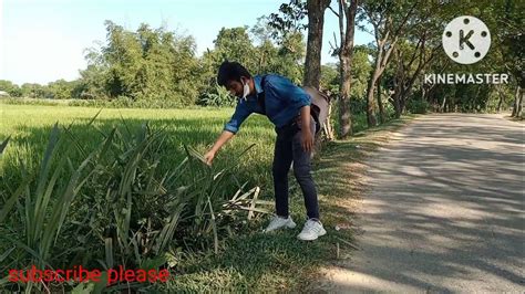 দেখতে কাঁঠাল ফল হলেও এটি কিন্তু কাঁঠাল গাছে ধরে না। সম্পূর্ণ অদ্ভুত