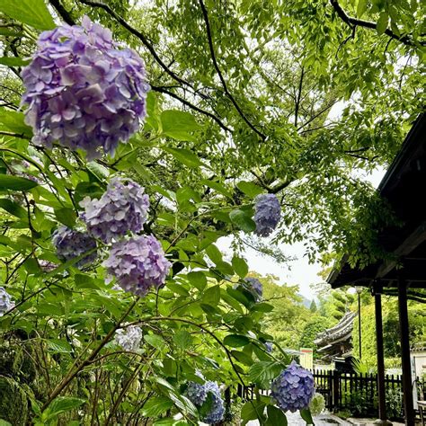 楼門へ続く参道久安寺公式サイト