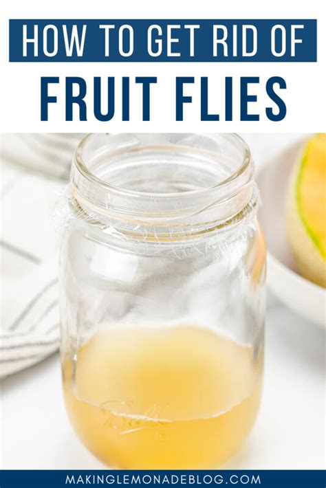 How To Get Rid Of Fruit Flies The Best Homemade Fruit Fly Trap Making Lemonade