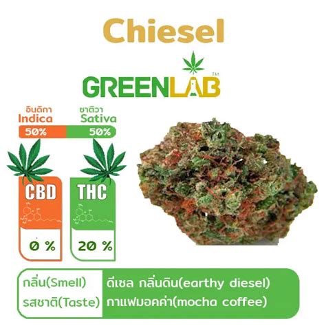 Buy Chiesel Online At Best Price In Thailand Thaigreenlab Shop