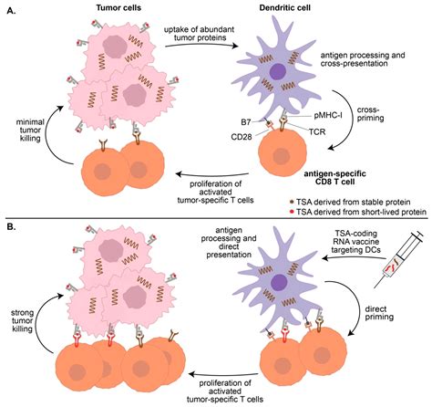 The Origin And Immune Recognition Of Tumor Specific Antigens