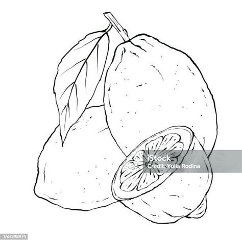 나뭇가지에 잎이 달린 레몬 검정 잉크 손으로 그린 음식 일러스트 스케치 스타일 포장 라벨 로고 흰색 배경에 고립되어 있습니다