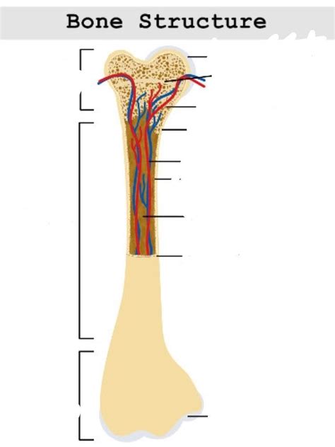 Bone Diagram Diagram Quizlet