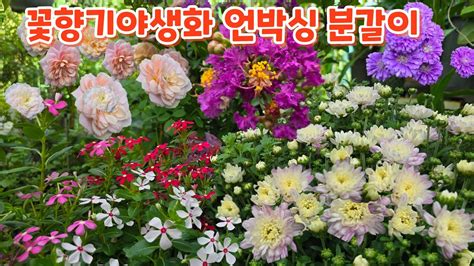 꽃향기야생화 언박싱 국화 장미 백일홍 아스타{분갈이} 루엘리아 페어리스타 Youtube