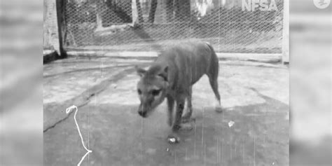 Last Known Footage Of Extinct Tasmanian Tiger Released Indy100