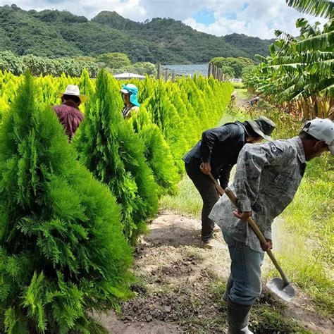 Honduras cuenta con el laberinto de ciprés más grande de Centroamérica