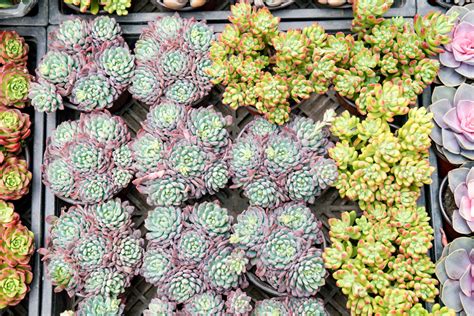 多肉植物素材 多肉植物模板 多肉植物图片免费下载 设图网