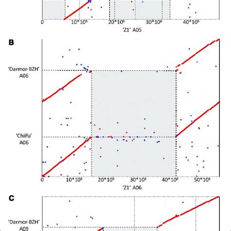 Dot Plot Comparing The Assembly Chromosome Of B Rapa Z1 Against B Download Scientific