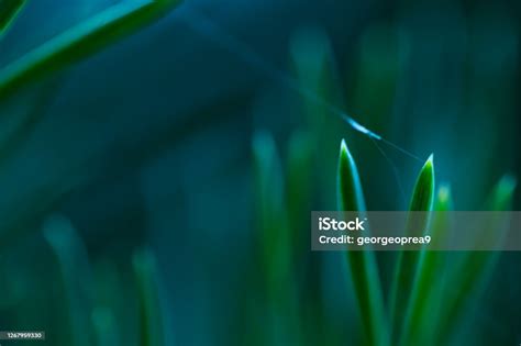 매크로 플로럴 배경 매크로 녹색 소나무 바늘 배경 소나무 콘과 녹색 소나무 바늘 아름다운 매크로 벽지 부드러운 초점 추상적 인 자연 패턴 0명에 대한 스톡 사진 및 기타