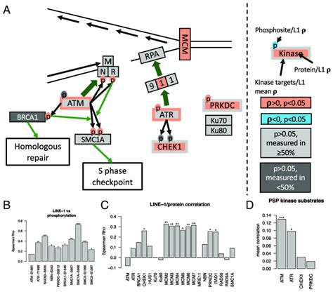 Line 1ddr Correlations In Endometrial Cancer A A Candidate Model To