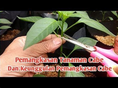 Cara Pemangkasan Tanaman Cabe Dan Keunggulan Pemangkasan Cabe - YouTube ...