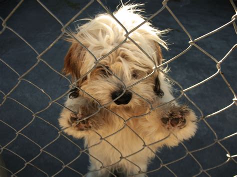 Dix Raisons Pour Adopter Un Chien De Refuge