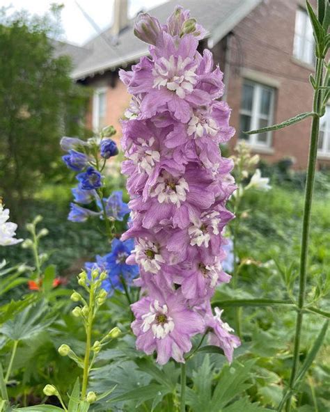 20 Most Beautiful Types Of Delphinium Varieties Balcony Garden Web