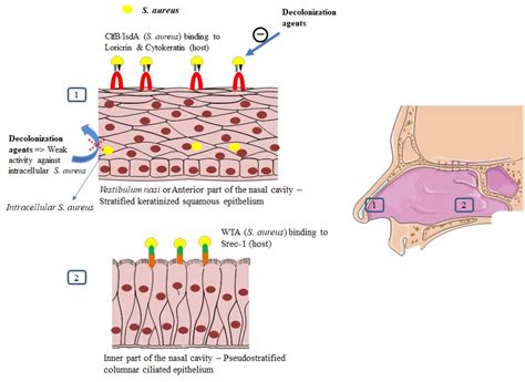 Frontiers Staphylococcus Aureus Nasal Colonization An Update On