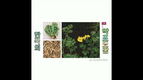 한국의 약용식물 도감 애기똥풀백굴채 Youtube
