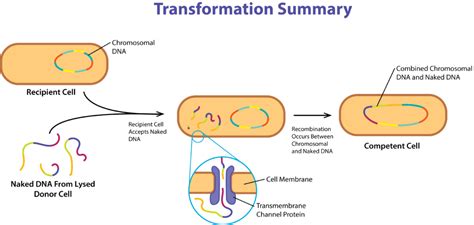 17 Microbial Genetics Biology Libretexts