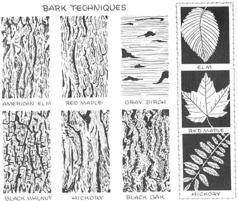 How To Draw Trees Bark Twigs Leaves And Foliage Drawing Tutorial Page How To Draw Step